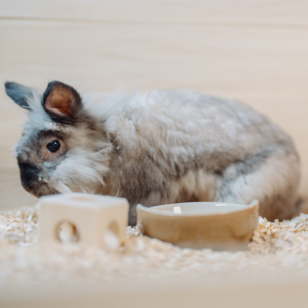 Why is Millamore Aspen Bedding and Litter the Best Choice for Your ...